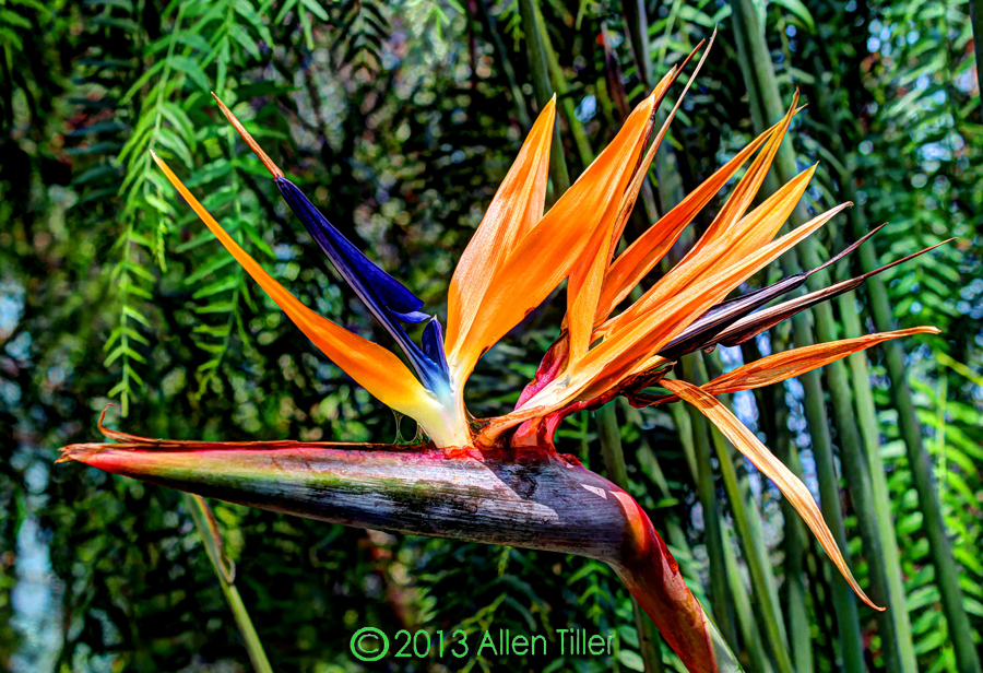 Bird of Paradise – Allen Tiller