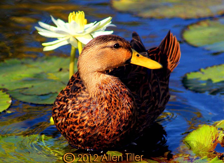 Just Ducky – Allen Tiller