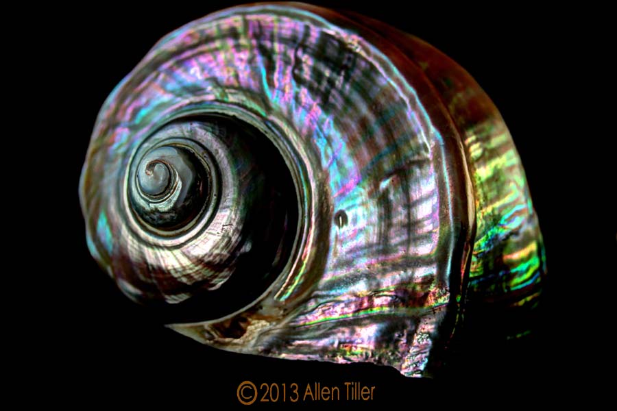 Pearlescence – Allen Tiller