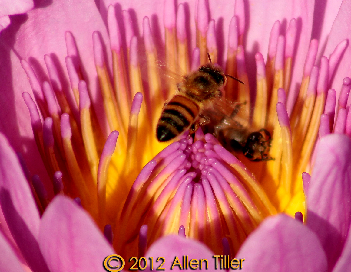 Two Bees – Allen Tiller