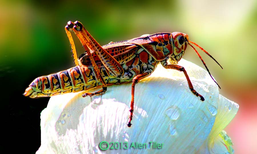 Grasshopper – Allen Tiller