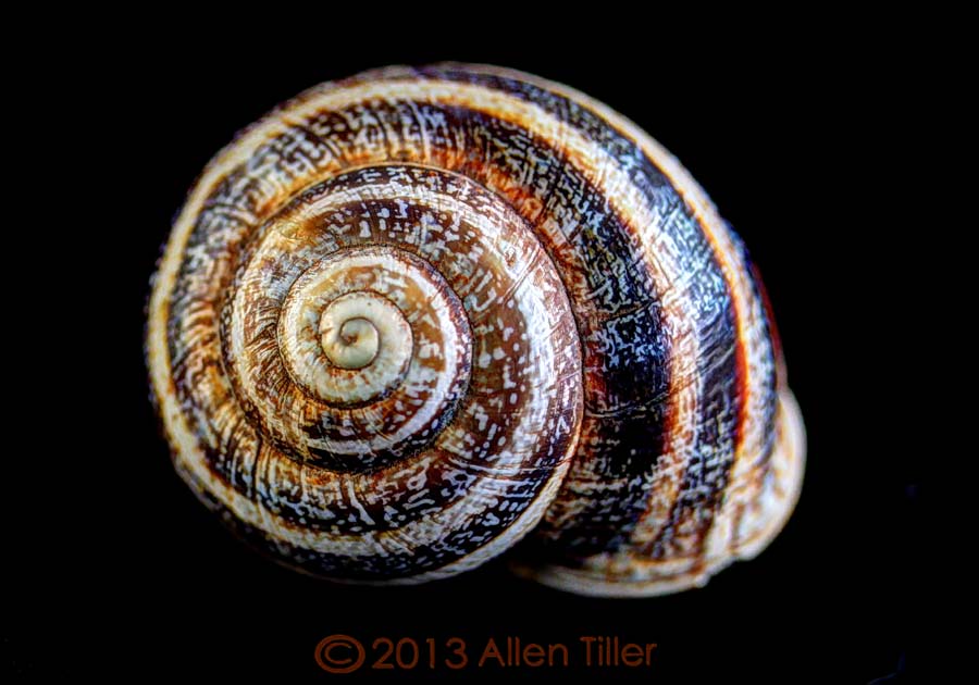 Snail Shell – Allen Tiller