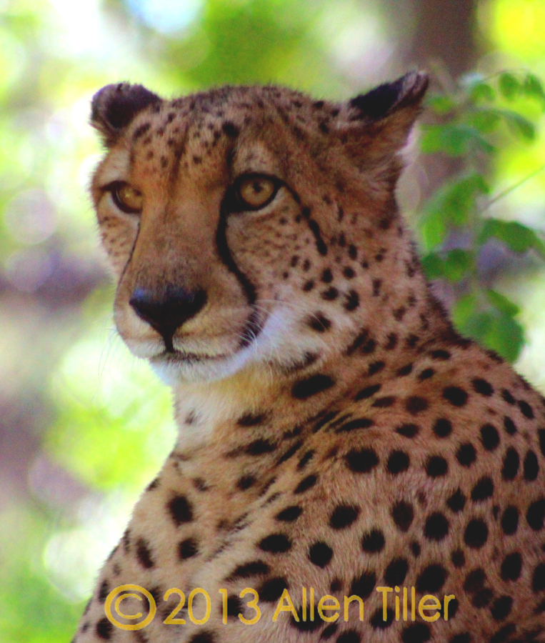Cheetah Profile – Allen Tiller